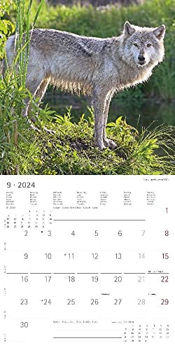 Wolves 2024 Brochure Calendar 30 x 30 cm (30 x 60 Open) Calendar with Space for Notes Wolves Picture Calendar Wall Planner Alpha Edition