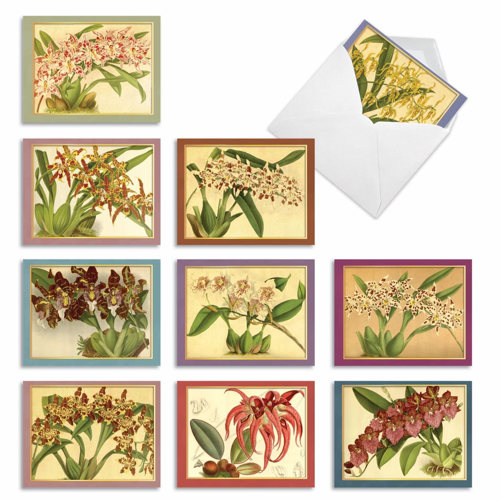 The Best Card Company - 10 Boxed Note Cards with Flowers - Blank Assorted Floral Notecards Bulk (4 x 5.12 Inch) - Tiger Orchids M10037BK