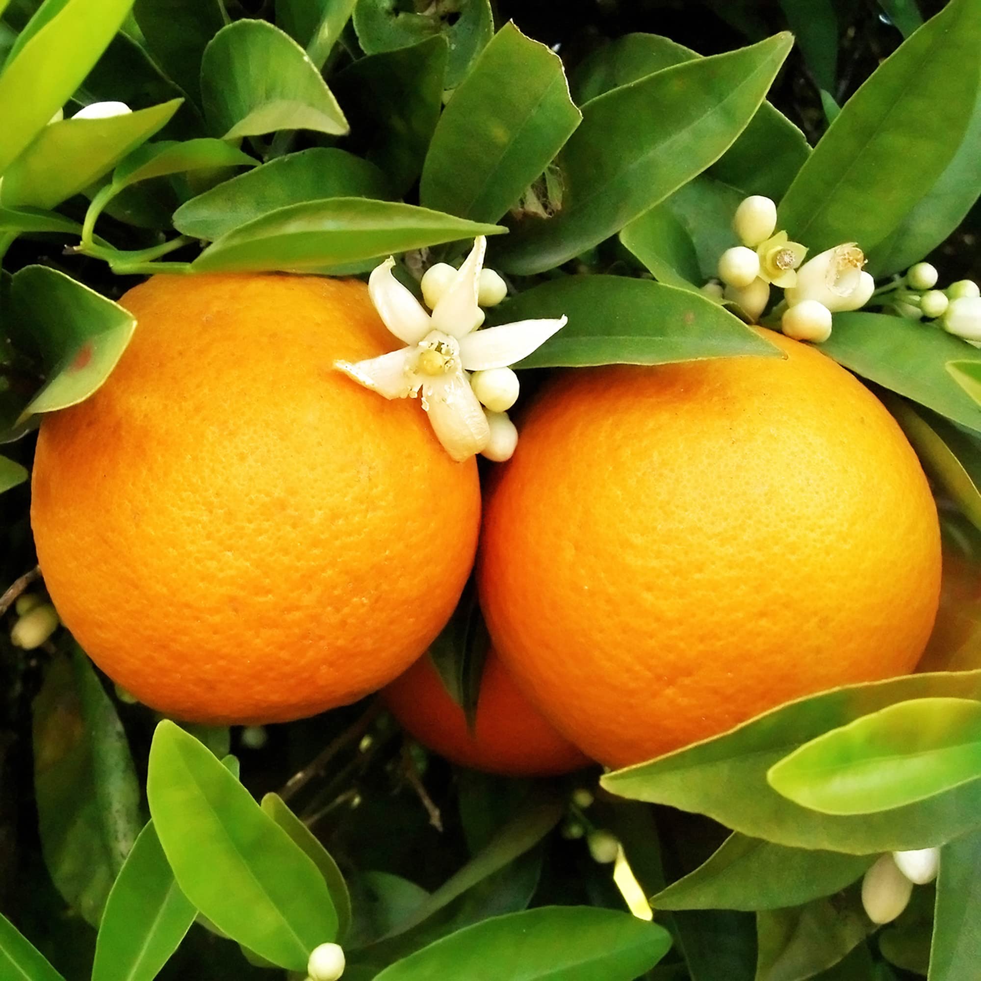 YEGAOL Garden 30Pcs Dwarf Washington Navel Orange Tree Seeds Non-GMO Fragrant Sweet Juicy Fruit Seeds Container Home Garden
