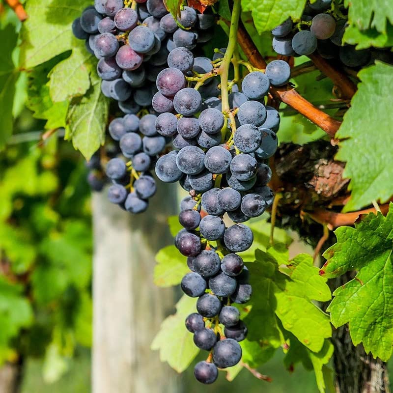 Yunaksea 2 Concord Grape Vine 4 to 6 Inc Tall, Seedless Grape Plants Live for Planting Outdoors, Live Grape Trees Sweet Fruits