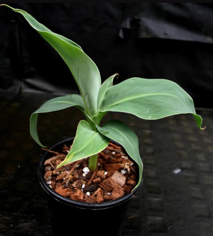 Yunaksea Tiny Banana Tree, Dwarf Banana Plant Live Ornament Garden 5 to 7 Inches, As shown on title