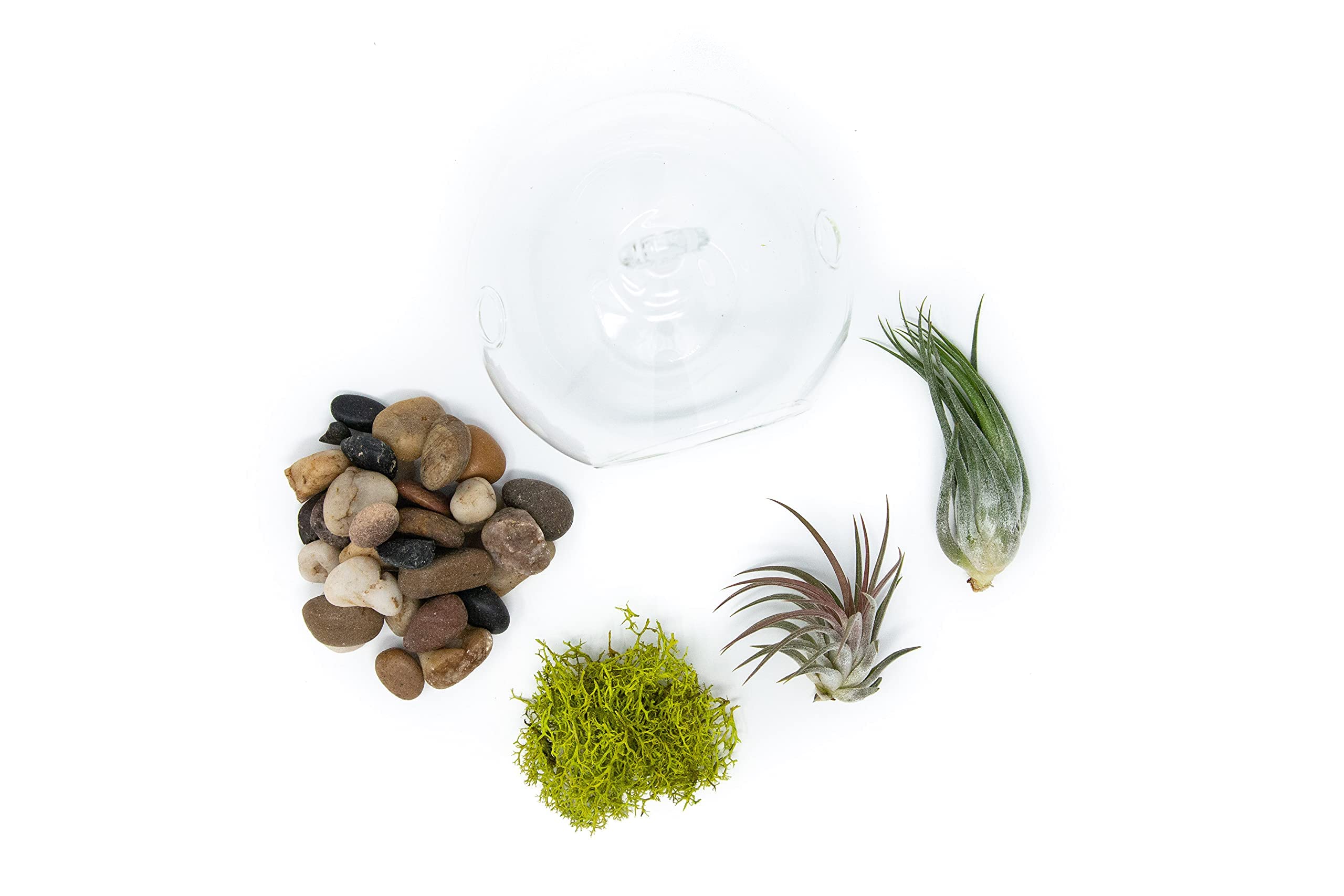 Stunning Flat Bottom Globe Terrarium Kit with Small Assorted Air Plants, Beige Stones and Moss Plant terrarium - Live Tillandsia Air Plants Holder–Glass Terrariums for plants and Succulents
