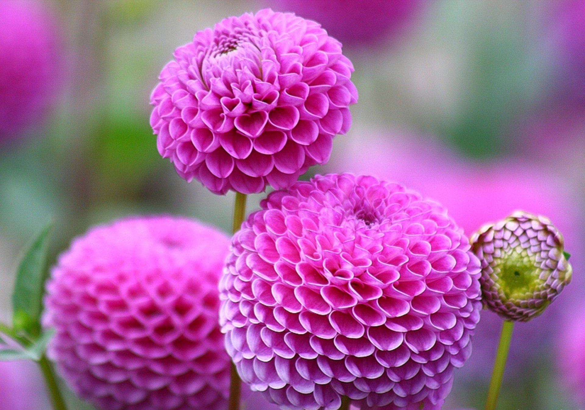 Seeds Dahlia Pompon Mix Flower Annual Beautiful Outdoor Garden Cut for Planting Non GMO
