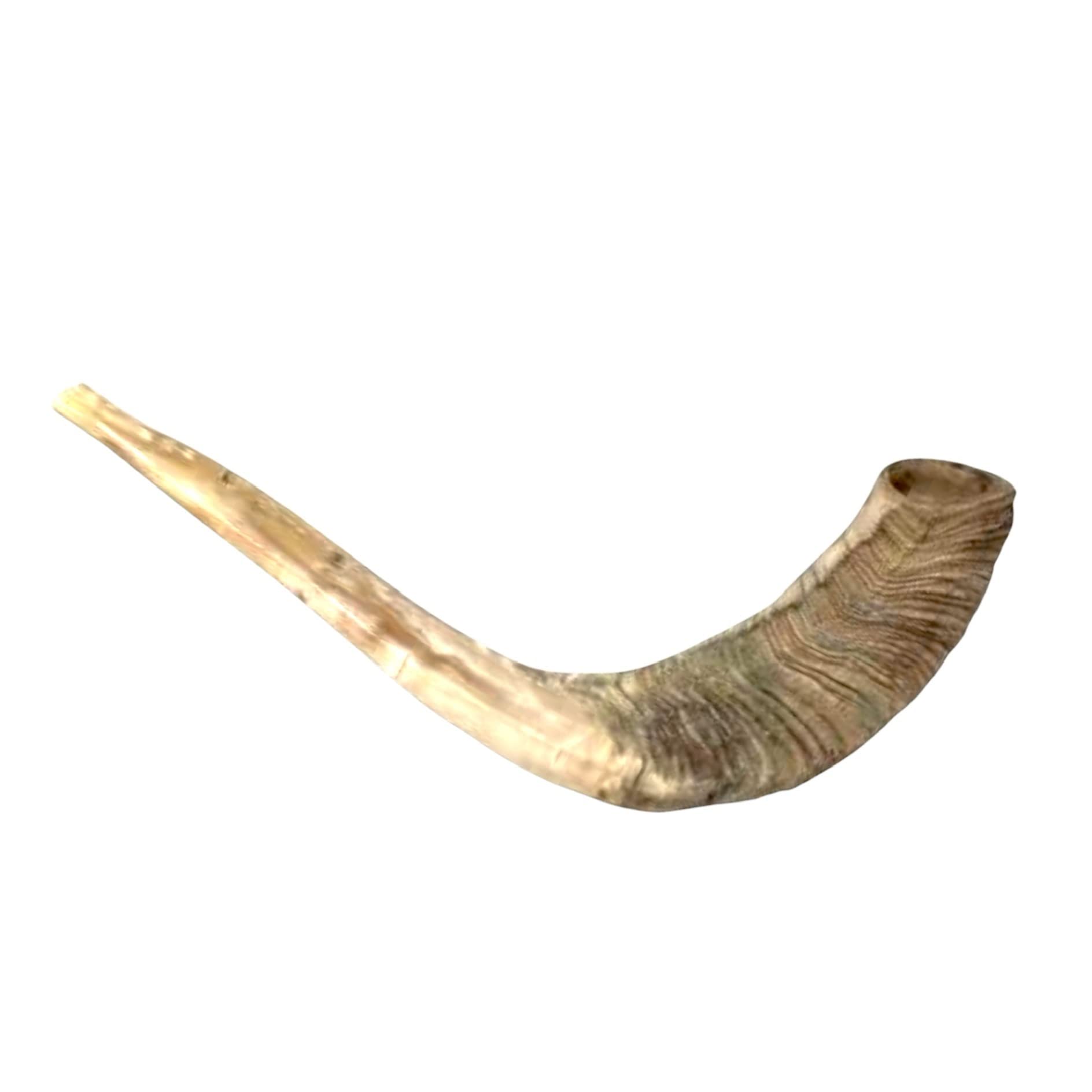 Traditional KOSHER Shofar From Israel 10" - 12": ODORLESS Ram’s Horn Shofar | Smooth Mouthpiece for Easy Blowing Ancient Jewish Musical Instrument (10-12)