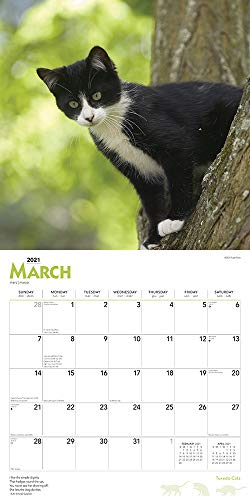Tuxedo Cats 2021 Calendar