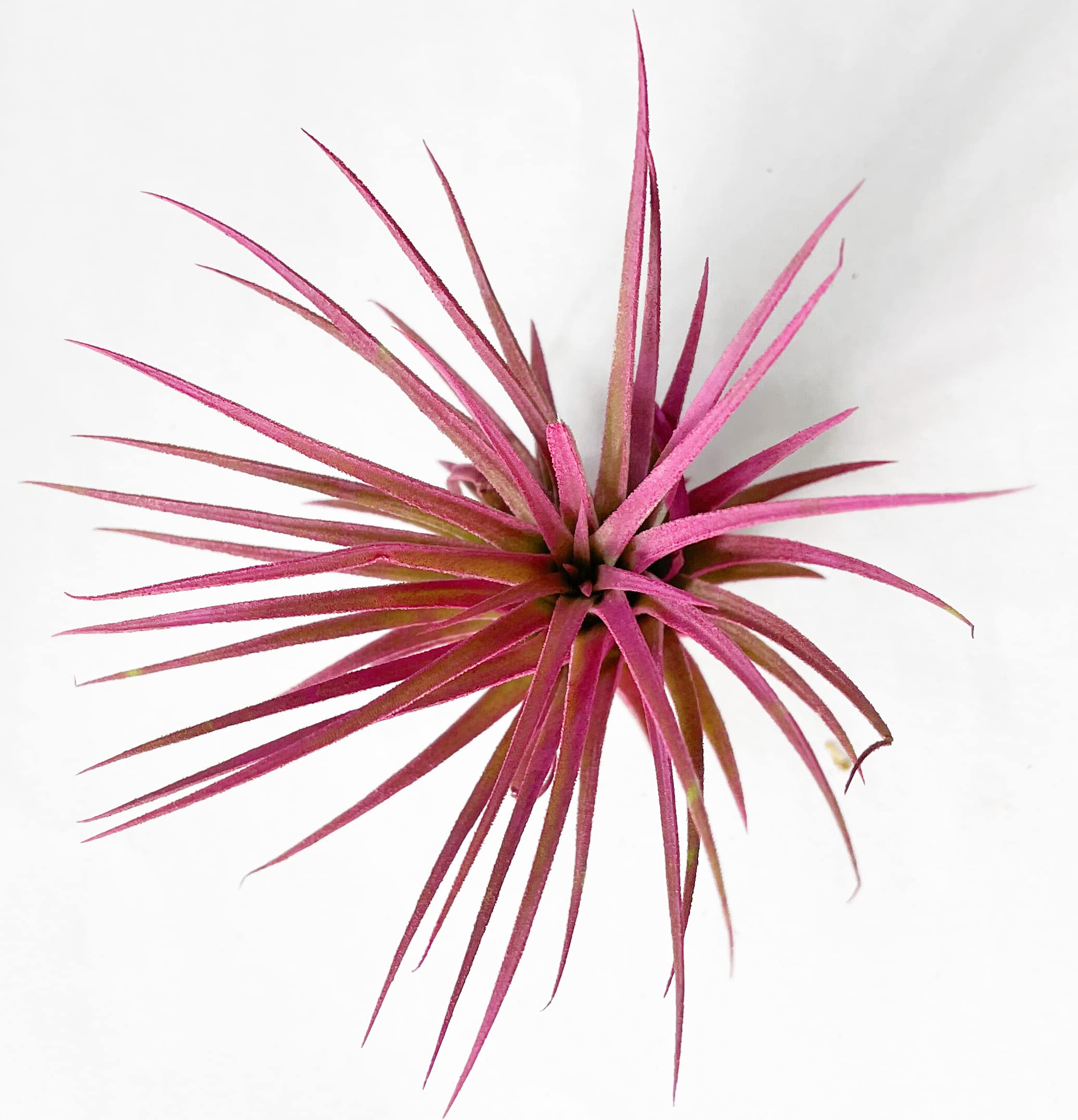 Small Air Plants - Colored Ionantha Rubra -Ionantha Guatemala Tillandsia Air Plant, Guatemala Tillandsia Live Airplant (Pink)