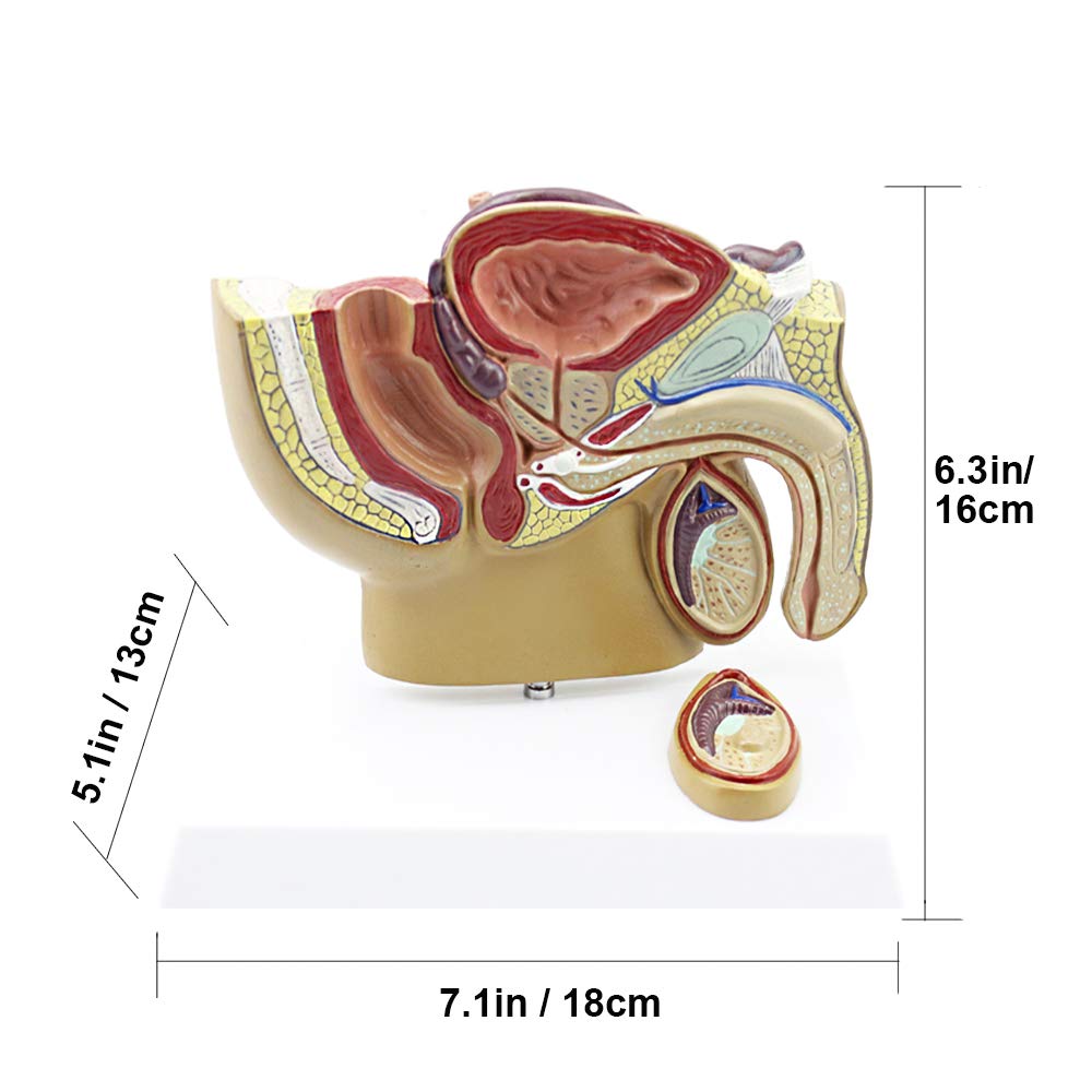 TDOUBEAUTY Professional Human Reproductive System of Male Penis and Genital System Model with Prostate β1 Part 1/2 Life-Size Anatomical Model