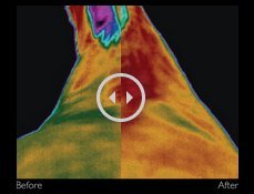 Vitafloor VMC Vibration Training Platform for Horses - Speed Recovery & Reduce Injury Time with Vibration Therapy for Horses!