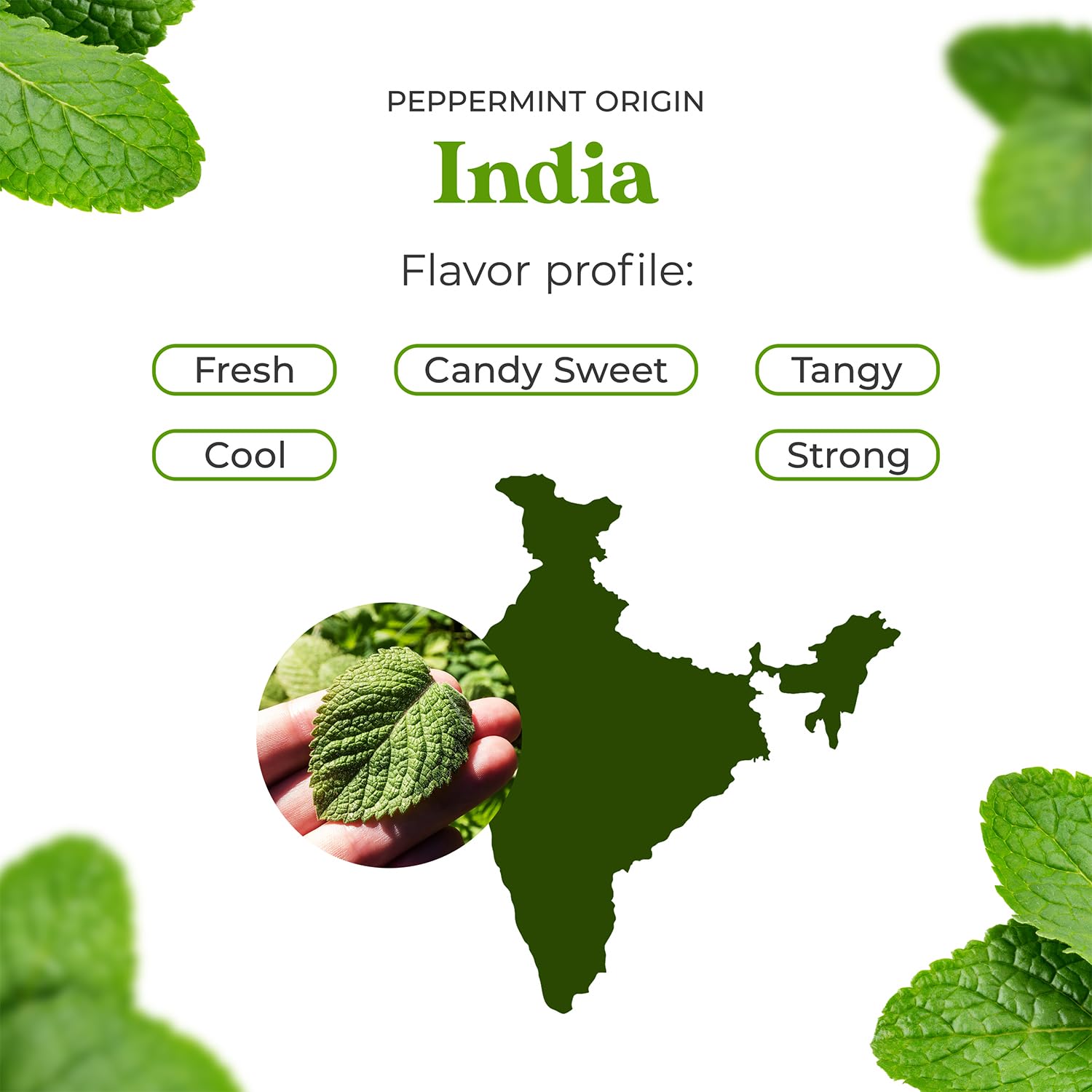 Sun Essential Oils - Peppermint 4oz Bottle for Diffuser, Humidifier, Aromatherapy, Personal & Home Care - Therapeutic Grade Peppermint Essential Oil - Peppermint Fragrance Oil for Candle Making