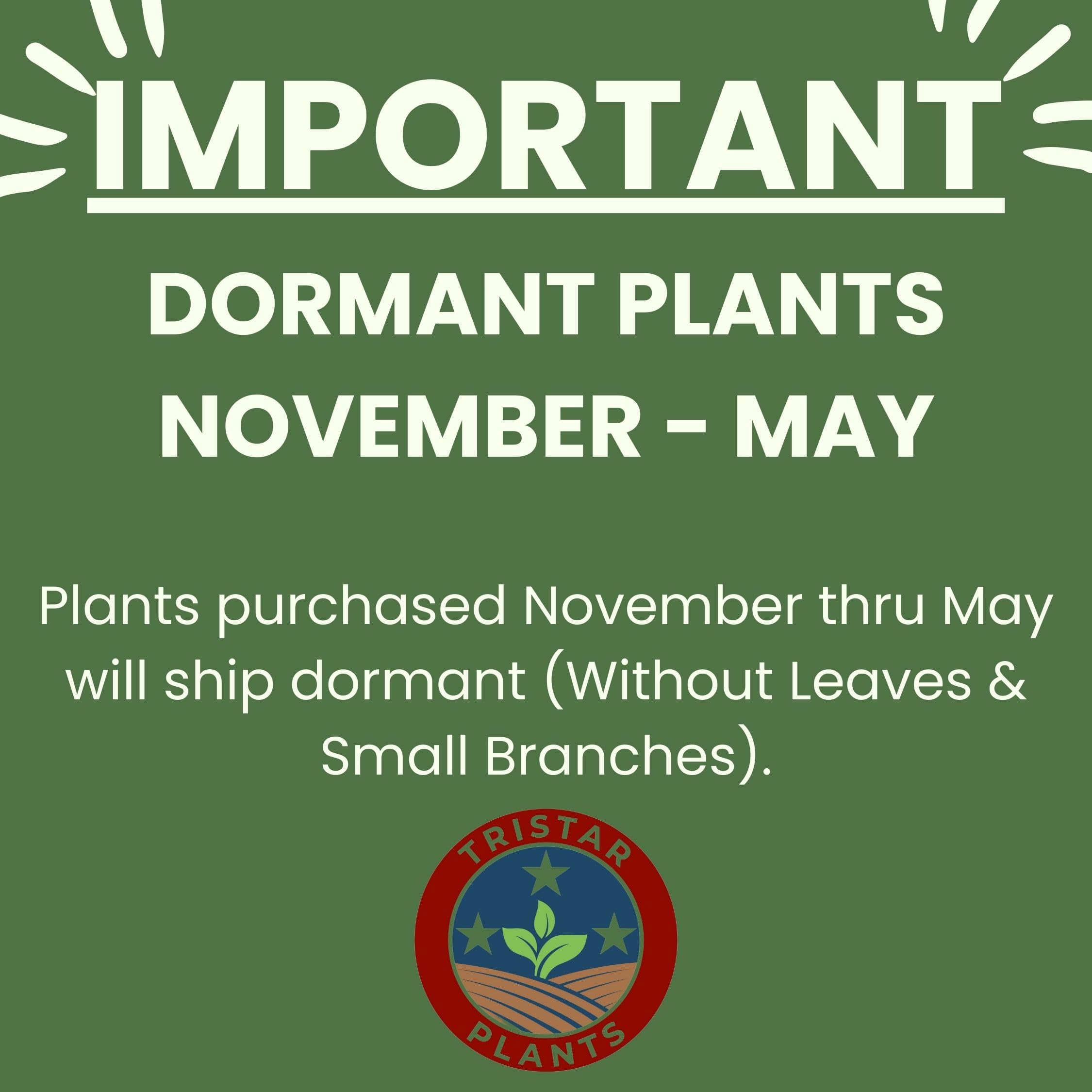 Tristar Plants - Santa Rosa Plum Tree - Sweet & Flavorful Fruit - 1 gallon trade Pot