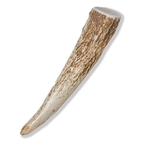 Prairie Dog | Elk Antler Chew | Naturally Shed - Hand Harvested in North America | Medium