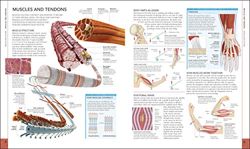 The Human Body Book: An Illustrated Guide to its Structure, Function, and Disorders (DK Human Body Guides)