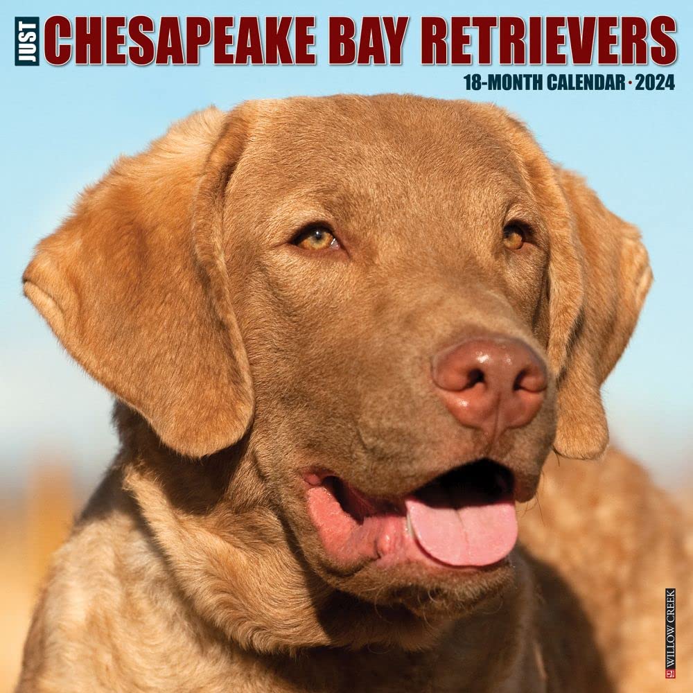 Willow Creek Press Chesapeake Bay Retrievers Monthly 2024 Wall Calendar (12" x 12")