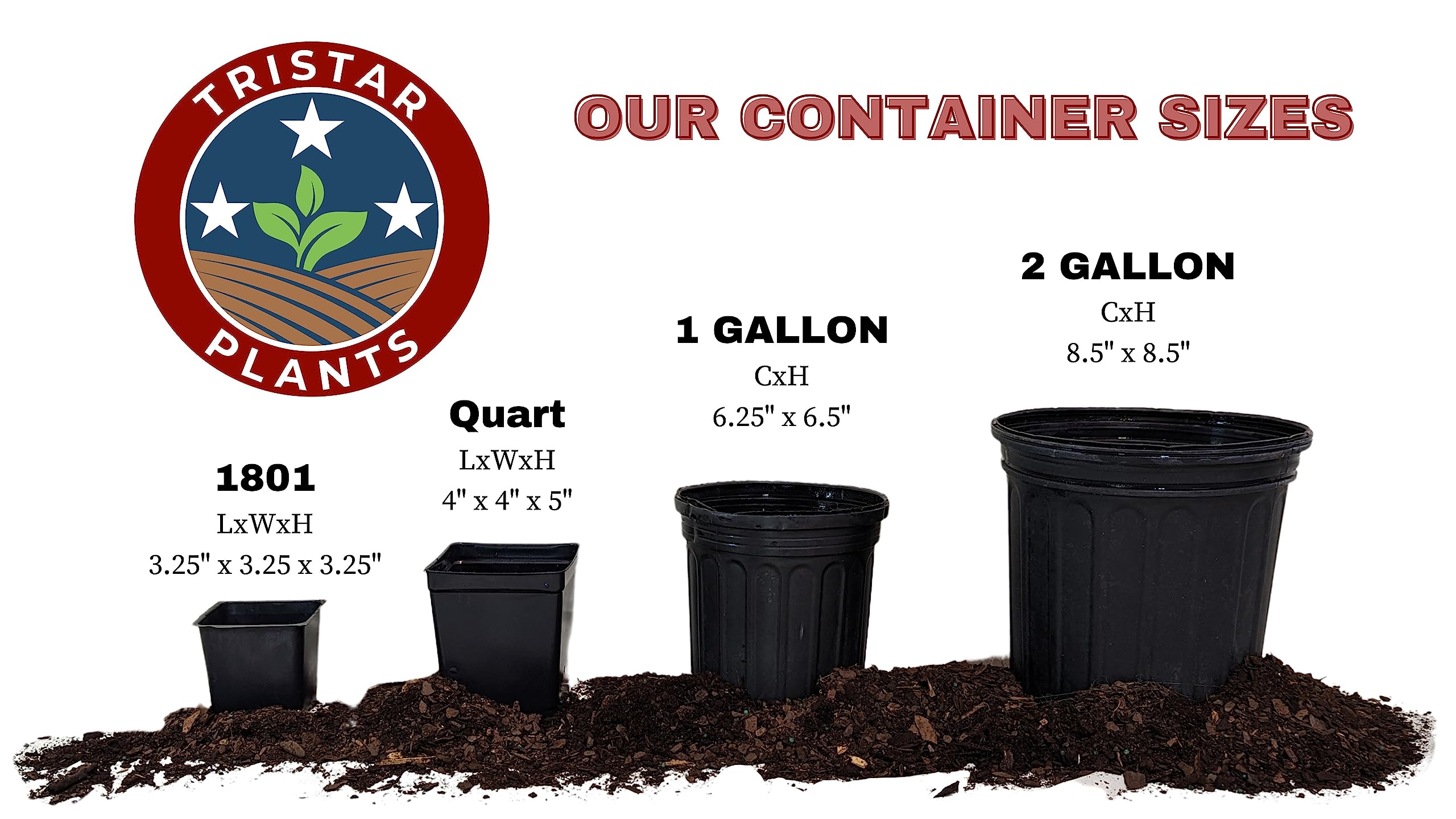 TriStar Plants - Blueberry 'Highbush/Sweeheart' - 1 Quart Trade Pot, NO SHIP CALIFORNIA - edible fruit, fruit tree, homestead garden
