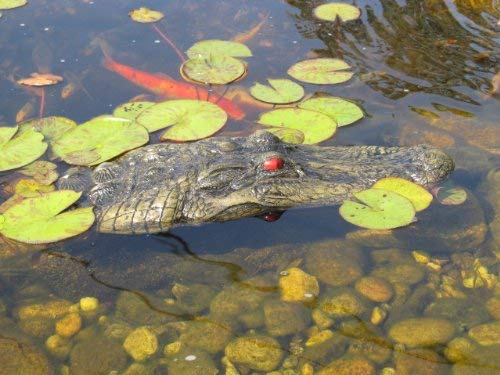 TJB-INC 22" Alligator Head Decoy & Pond Float with Reflective Eyes for Canada Geese & Blue Heron Control
