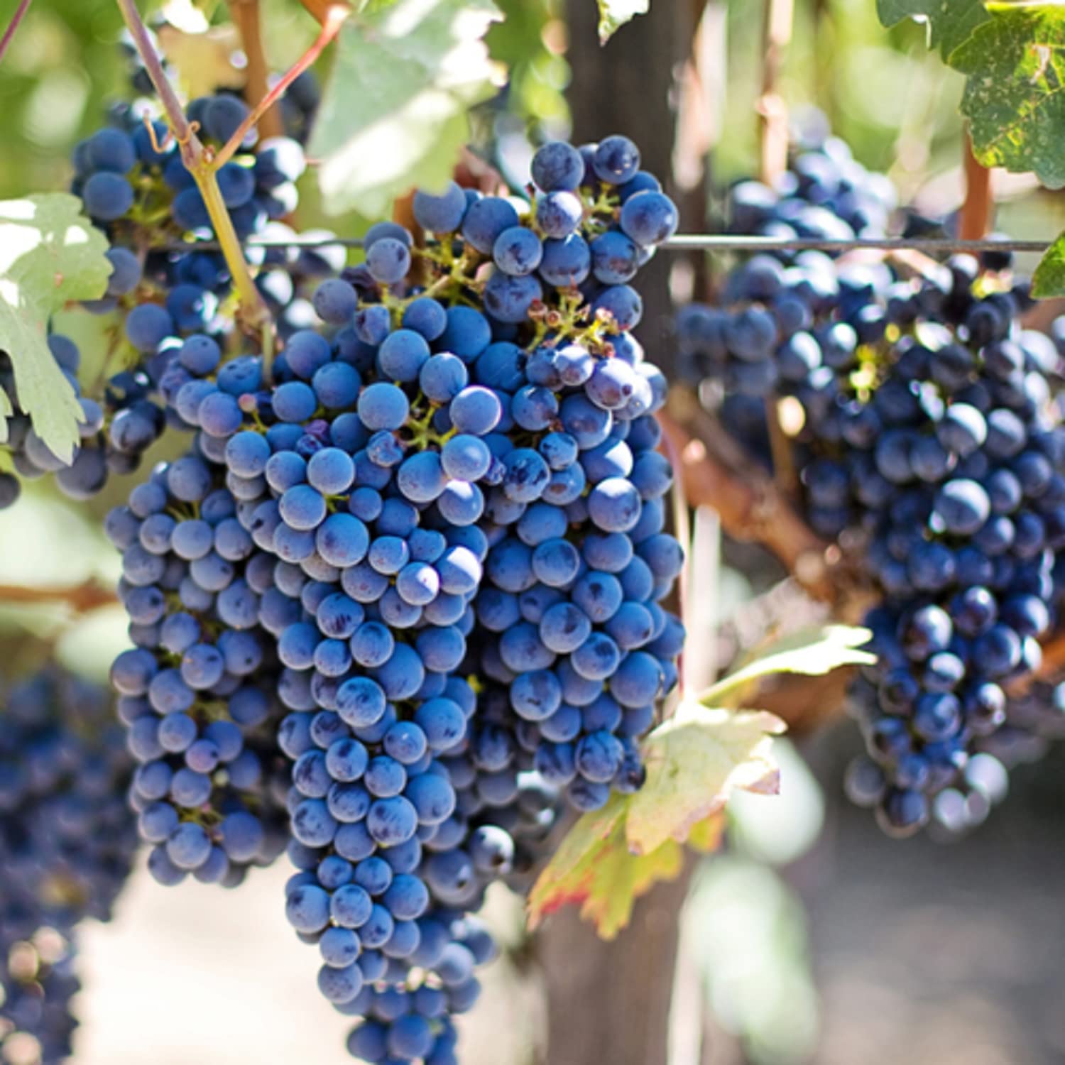 Yunaksea 2 Concord Grape Vine 4 to 6 Inc Tall, Seedless Grape Plants Live for Planting Outdoors, Live Grape Trees Sweet Fruits