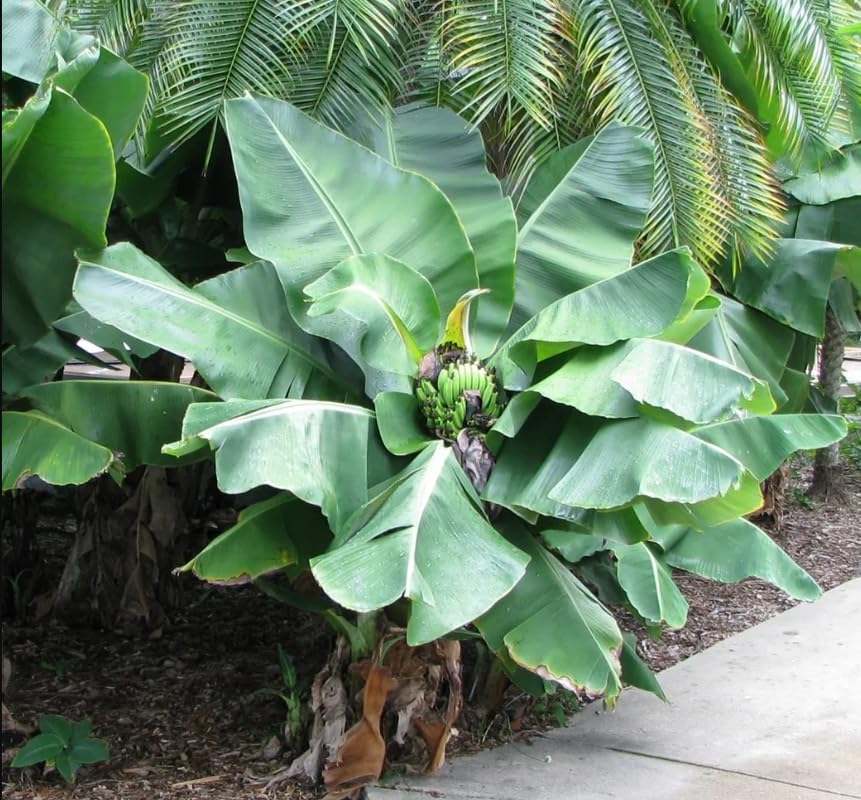Yunaksea Tiny Banana Tree, Dwarf Banana Plant Live Ornament Garden 5 to 7 Inches, As shown on title
