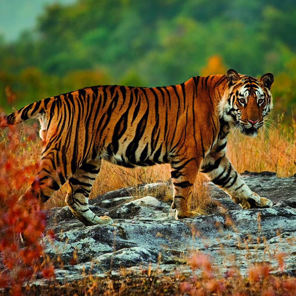 Tigers: 2020 Square Wall Calendar