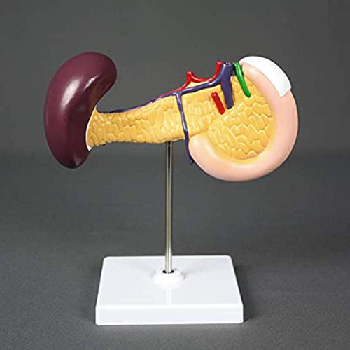 Spleen, Pancreas and Duodenum Model. Showing The Structure of The Pancreas, Duodenum and Spleen, There are 22 Site Indicators.