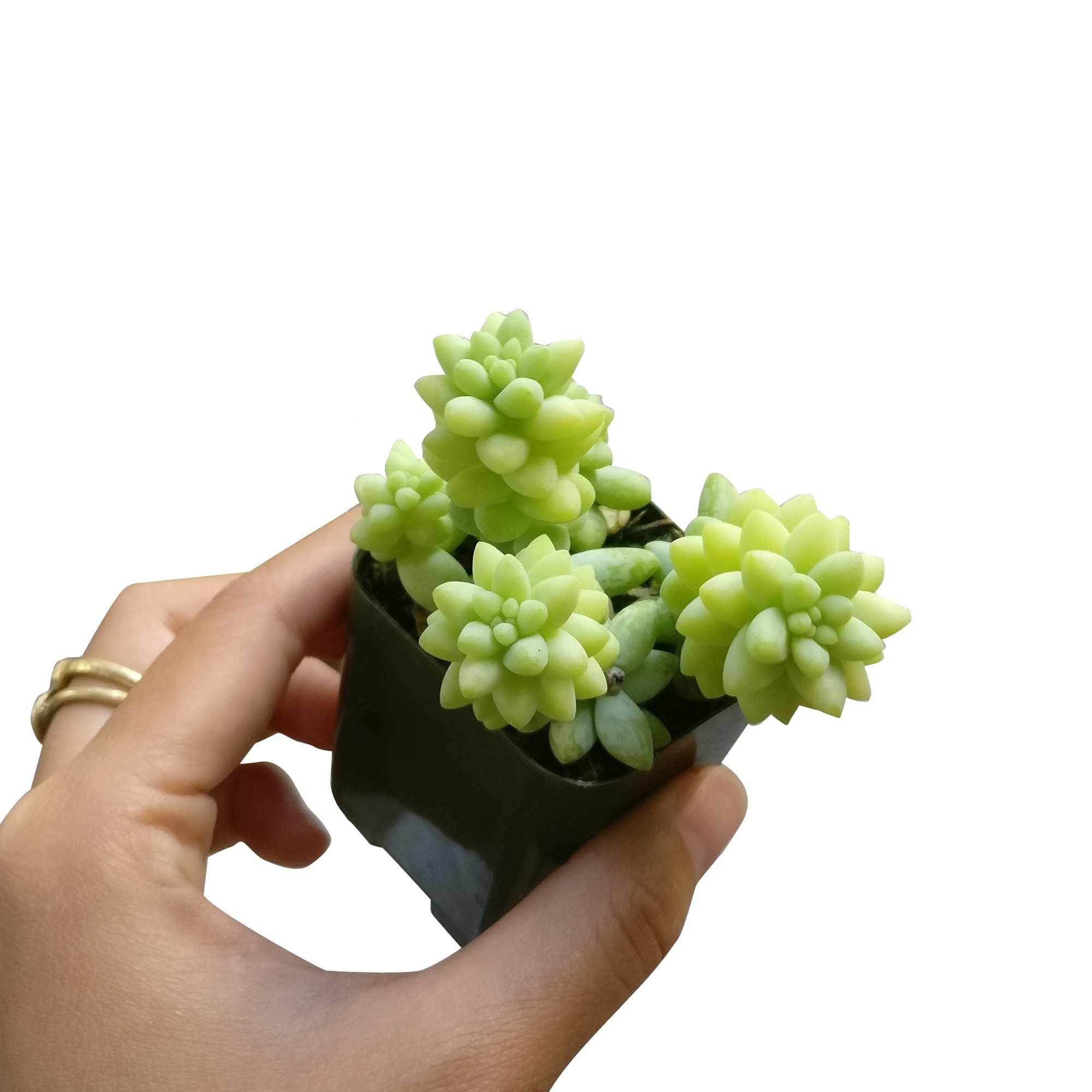 Succulents Box Sedum Burrito Donkey's Tail Succulent (2 inch)