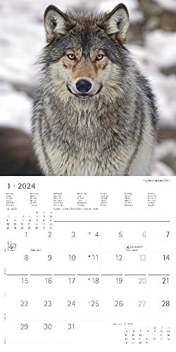 Wolves 2024 Brochure Calendar 30 x 30 cm (30 x 60 Open) Calendar with Space for Notes Wolves Picture Calendar Wall Planner Alpha Edition