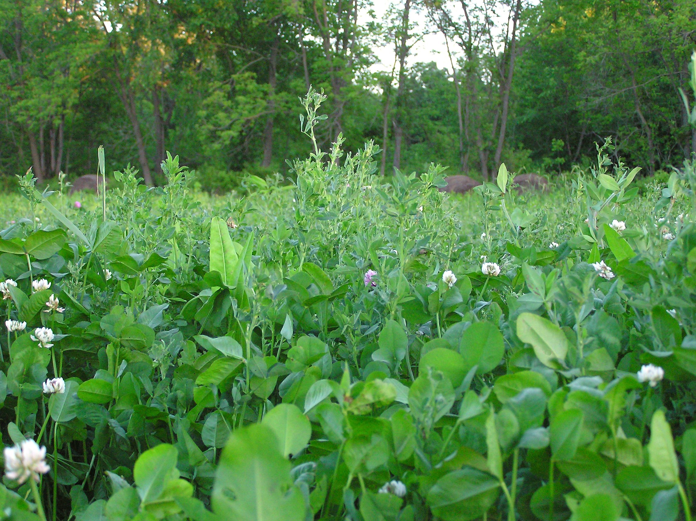 Whitetail Institute Alfa-Rack Plus Deer Food Plot Seed, Perennial Blend of Deep-Root Forages That Thrive on Hilltops and Hillsides, Highly Nutritious and Attractive to Deer, 16.5 lbs (1.25 acres)