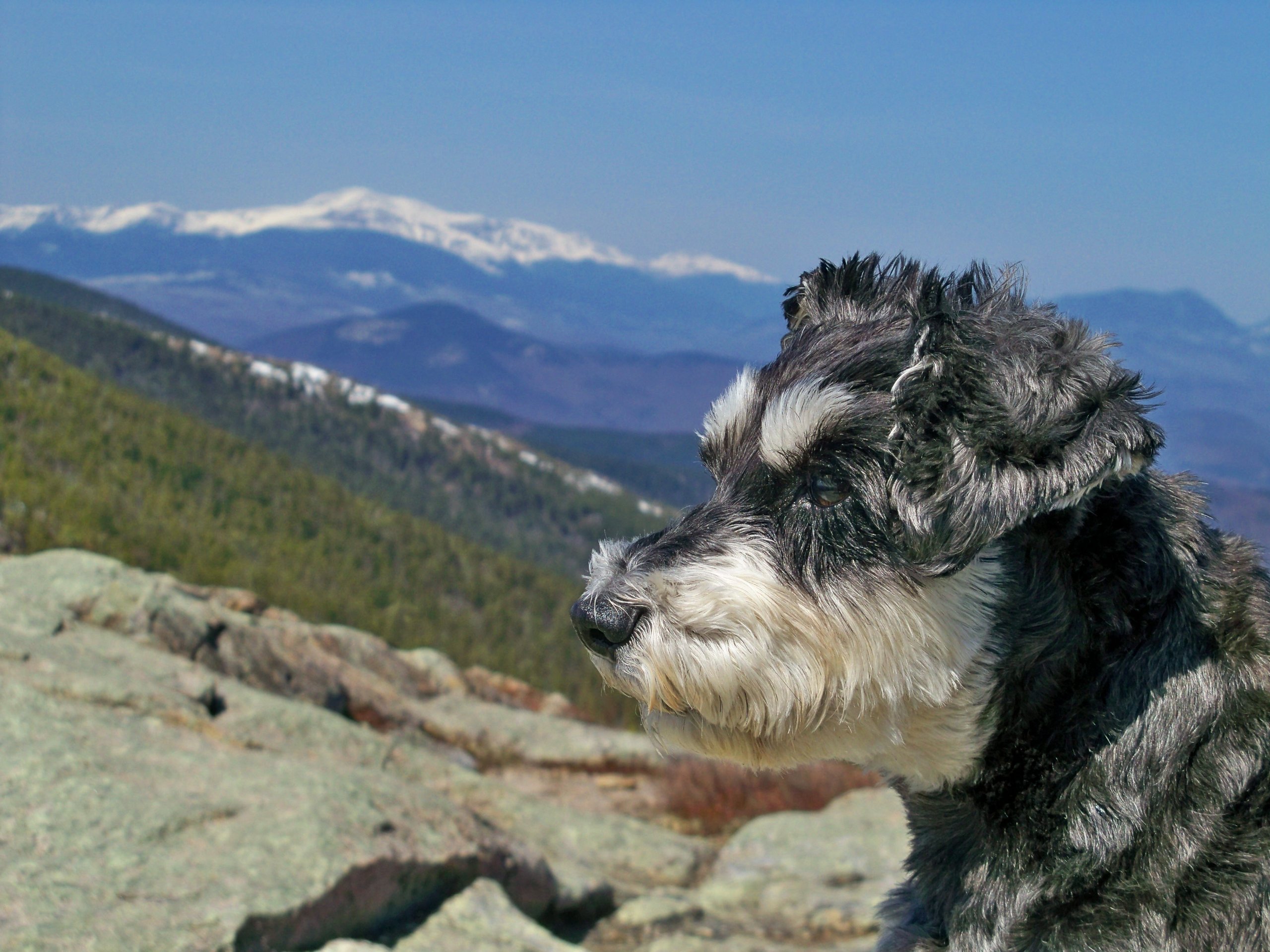 Windows to the Wild #809 - Hiking with Atticus the Dog
