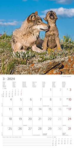 Wolves 2024 Brochure Calendar 30 x 30 cm (30 x 60 Open) Calendar with Space for Notes Wolves Picture Calendar Wall Planner Alpha Edition