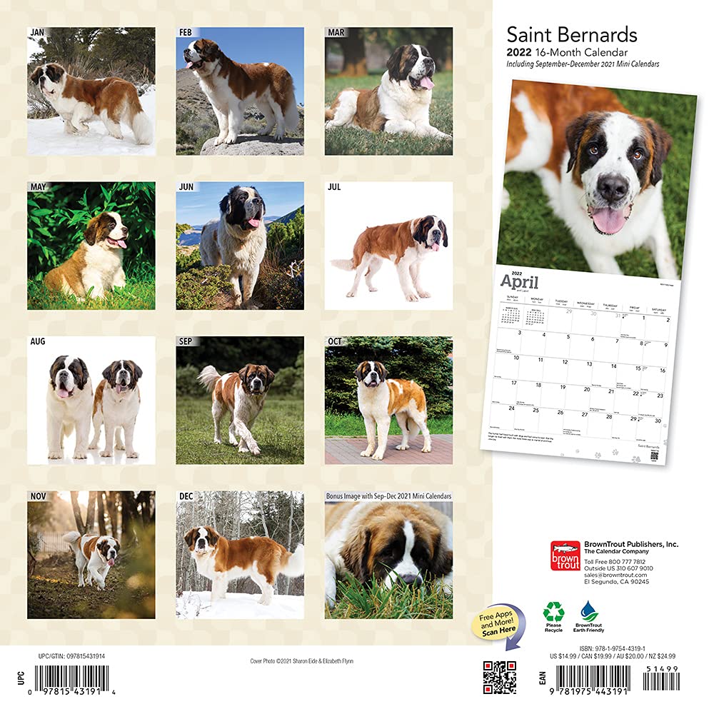 Saint Bernards 2022 12 x 12 Inch Monthly Square Wall Calendar, Animals Dog Breeds DogDays