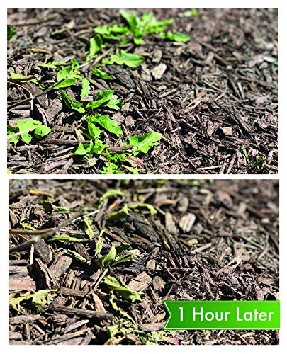 Vinegar Weed & Grass Killer with Sprayer – Weed & Grass Killer Approved for Organic Production | Pet Safe | Glyphosate Free Herbicide - 1 Gallon with Sprayer