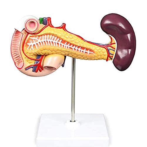 Spleen, Pancreas and Duodenum Model. Showing The Structure of The Pancreas, Duodenum and Spleen, There are 22 Site Indicators.