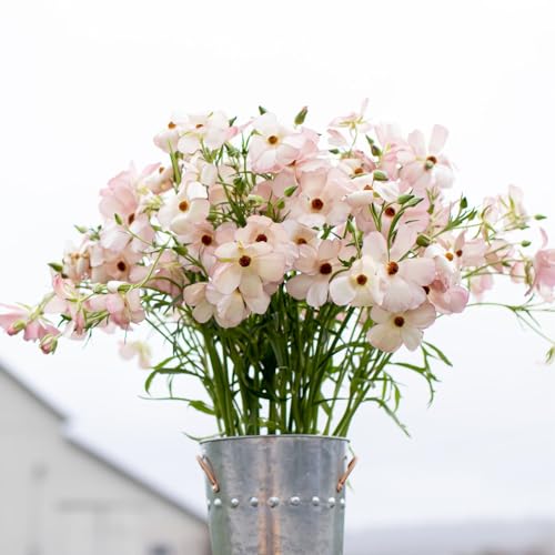 Stargazer Barn- Ariadne Grande Bouquet 15 Stem Butterfly Ranunculus mothes Day, womens day, birthday, anniversary