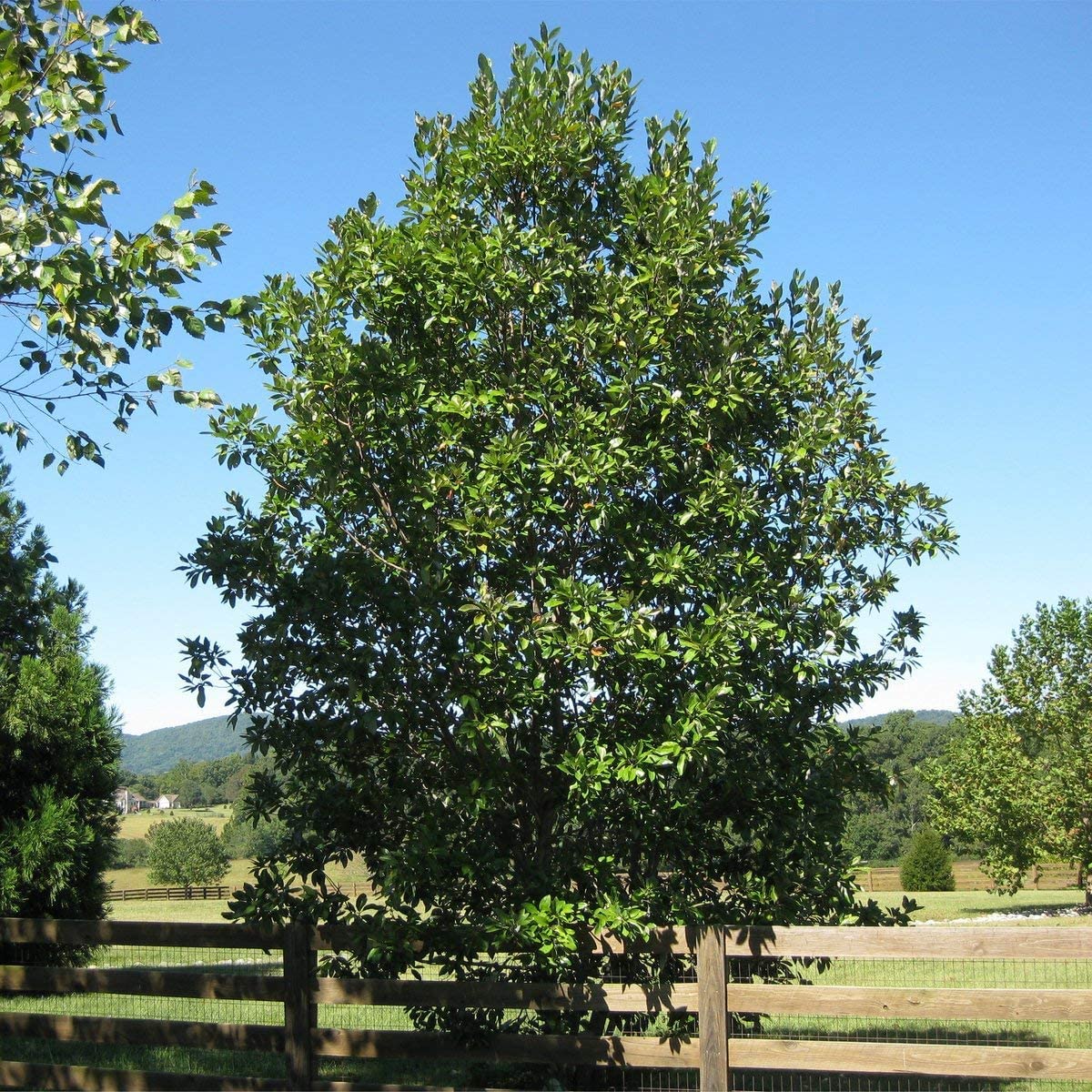 Sweet Bay Magnolia Tree | 30 Live Plants | Magnolia Virginiana | Beautiful Ornamental Specimen