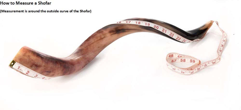 Yemenite Kudu Horn Shofar Shofars with Free Anti Odor Spray, guide Shofar from Israel (26"-28", Polish)