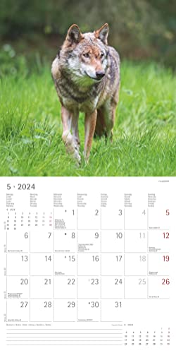 Wolves 2024 Brochure Calendar 30 x 30 cm (30 x 60 Open) Calendar with Space for Notes Wolves Picture Calendar Wall Planner Alpha Edition