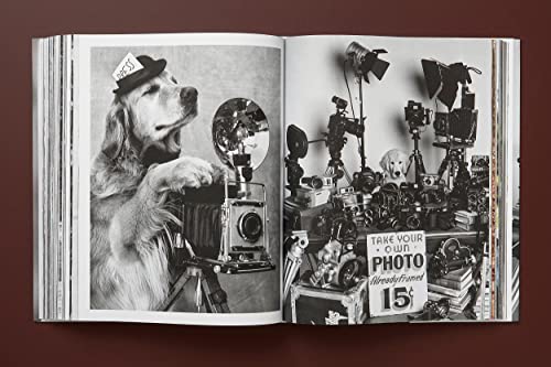 The Golden Retriever Photographic Society