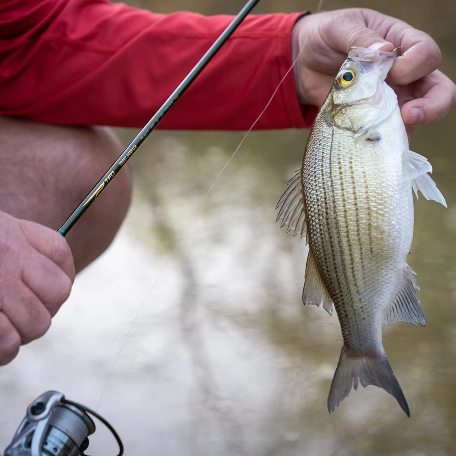 Temple Fork Outfitters (TFO) Trout-Panfish Lightweight Portable Fast Action Freshwater Fishing Rod 6'0'' UL 1pc.