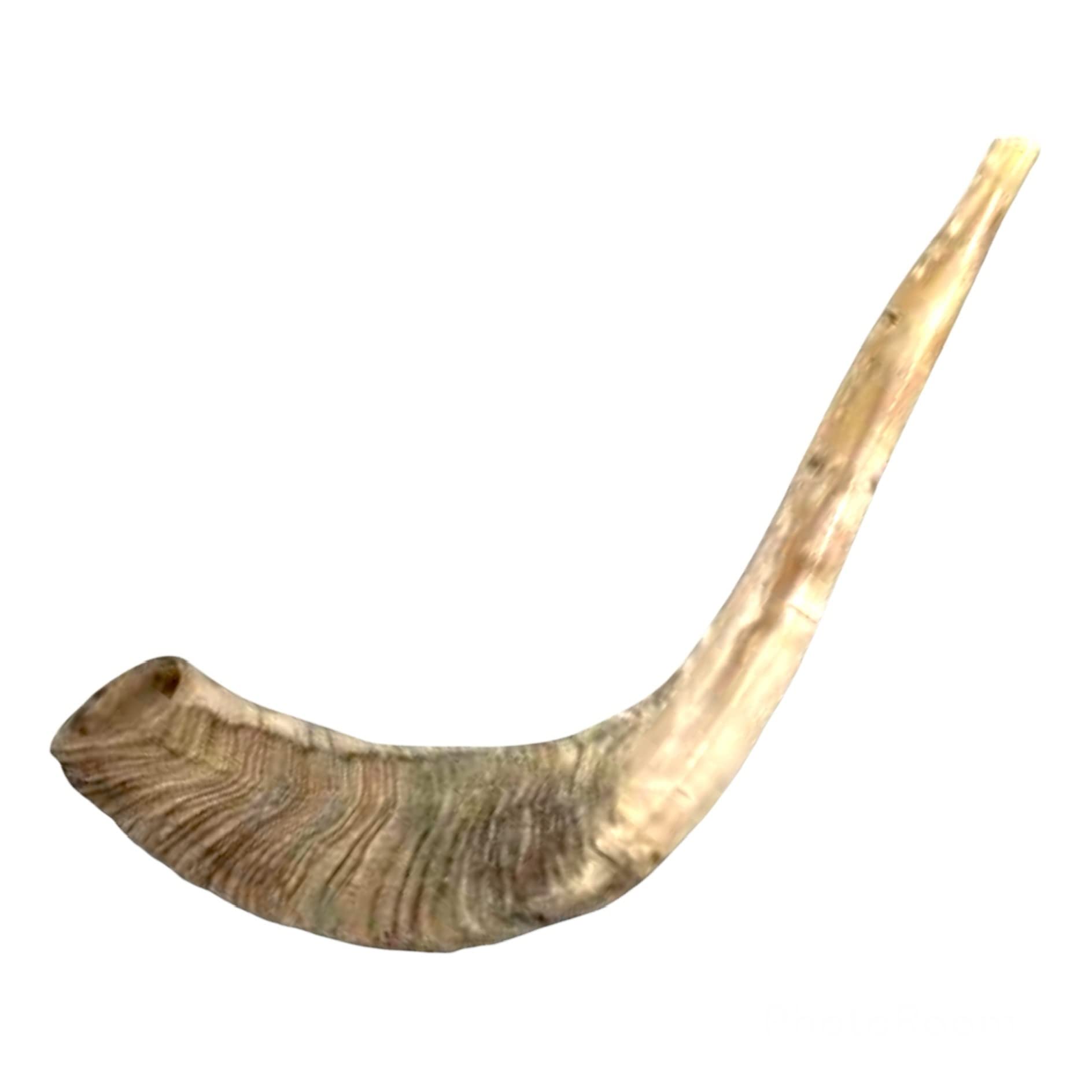 Traditional KOSHER Shofar From Israel 10" - 12": ODORLESS Ram’s Horn Shofar | Smooth Mouthpiece for Easy Blowing Ancient Jewish Musical Instrument (10-12)