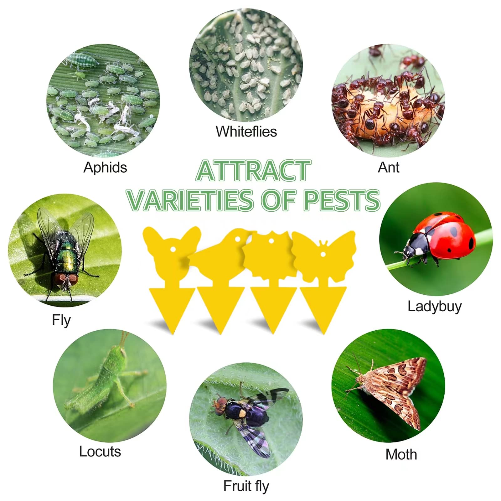 XNFUD Yellow Sticky Traps Gnat Traps-48 Pcs Insect Killer for Fruit Fly,Gnat,Mosquito and Bugs, Indoor or Outdoor Use,Insert or Hang,Extremely Sticky Fly Trap, Non-Toxic,Odorless,4 Shapes