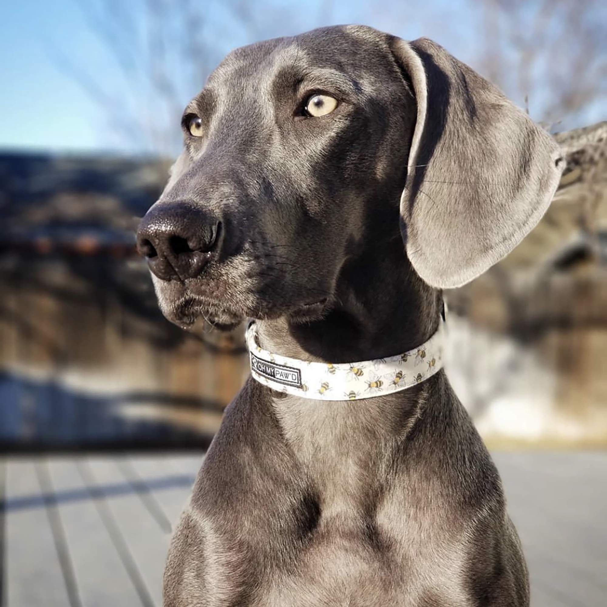 Skull & Roses Collar for Pets Size Extra Small 5/8 Inch Wide and 9-12 Inches Long - Hand Made Dog Collar by Oh My Paw'd