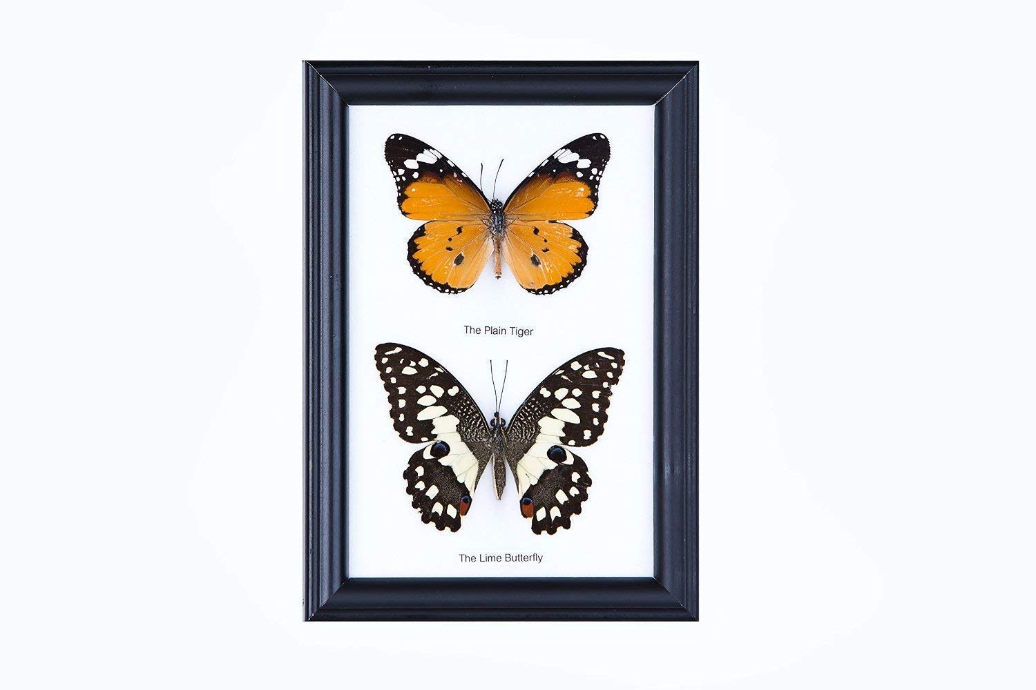 Two Real Framed Butterflies | Every Display Frame is Unique | Ethical Taxidermy Art | 7 x 5 in.