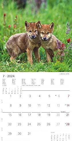 Wolves 2024 Brochure Calendar 30 x 30 cm (30 x 60 Open) Calendar with Space for Notes Wolves Picture Calendar Wall Planner Alpha Edition