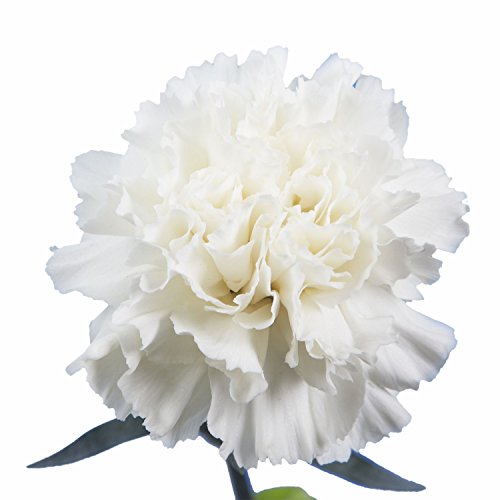 White Carnations- 100 Flower Delivery