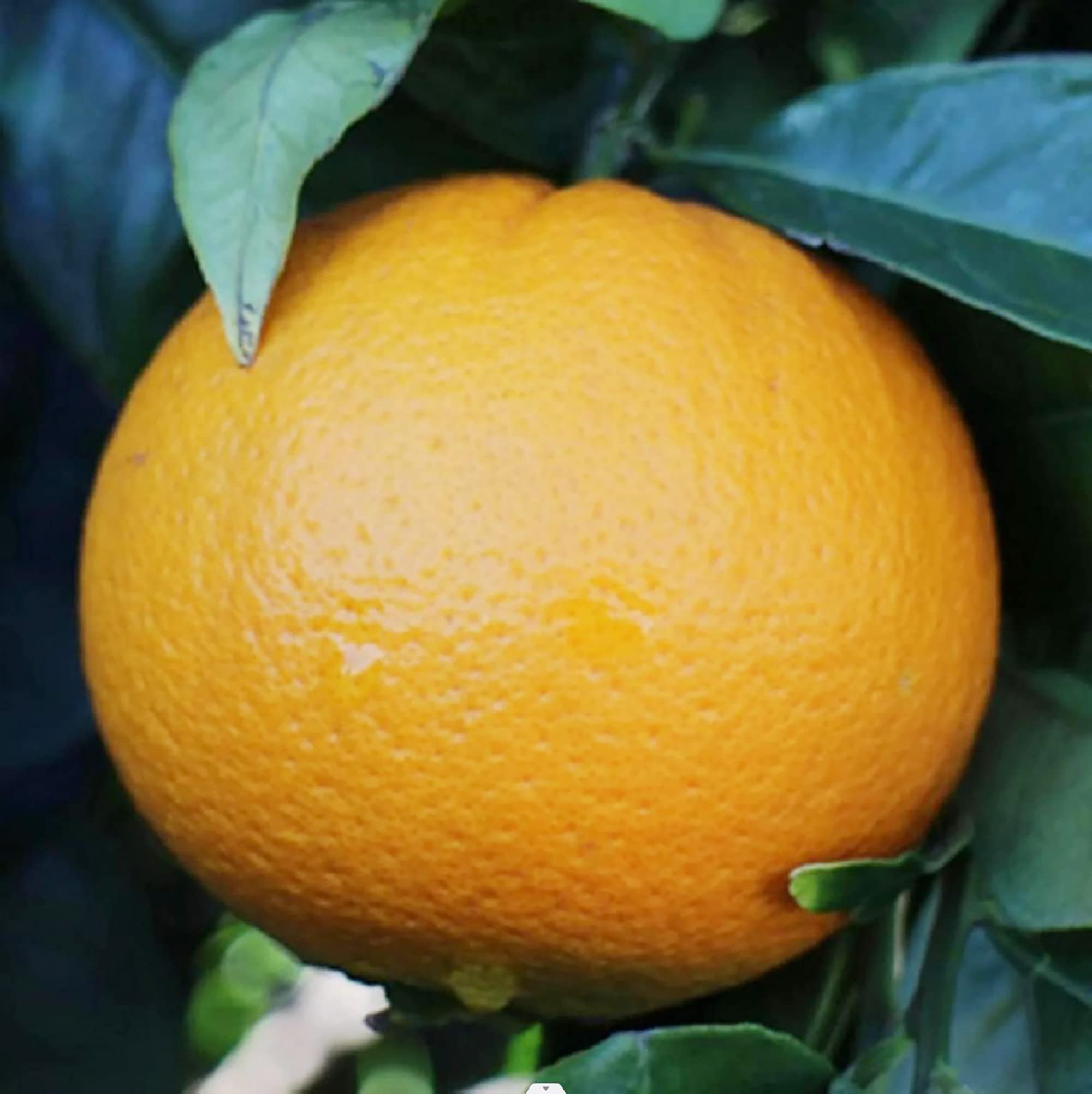 YEGAOL Garden 30Pcs Dwarf Washington Navel Orange Tree Seeds Non-GMO Fragrant Sweet Juicy Fruit Seeds Container Home Garden