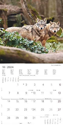 Wolves 2024 Brochure Calendar 30 x 30 cm (30 x 60 Open) Calendar with Space for Notes Wolves Picture Calendar Wall Planner Alpha Edition