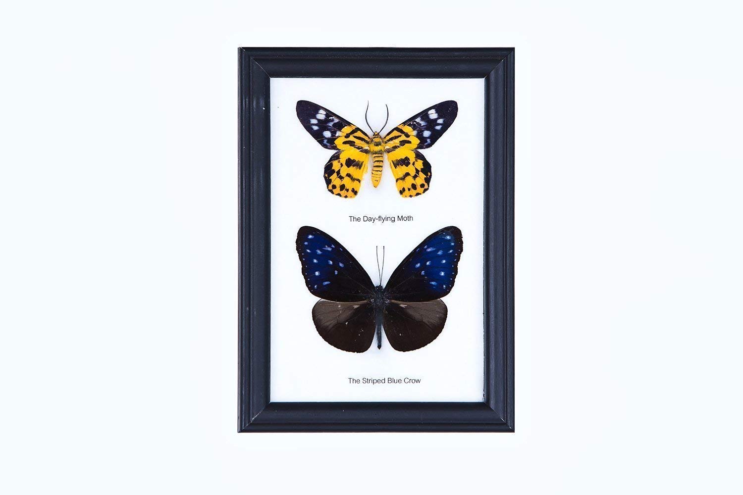 Two Real Framed Butterflies | Every Display Frame is Unique | Ethical Taxidermy Art | 7 x 5 in.