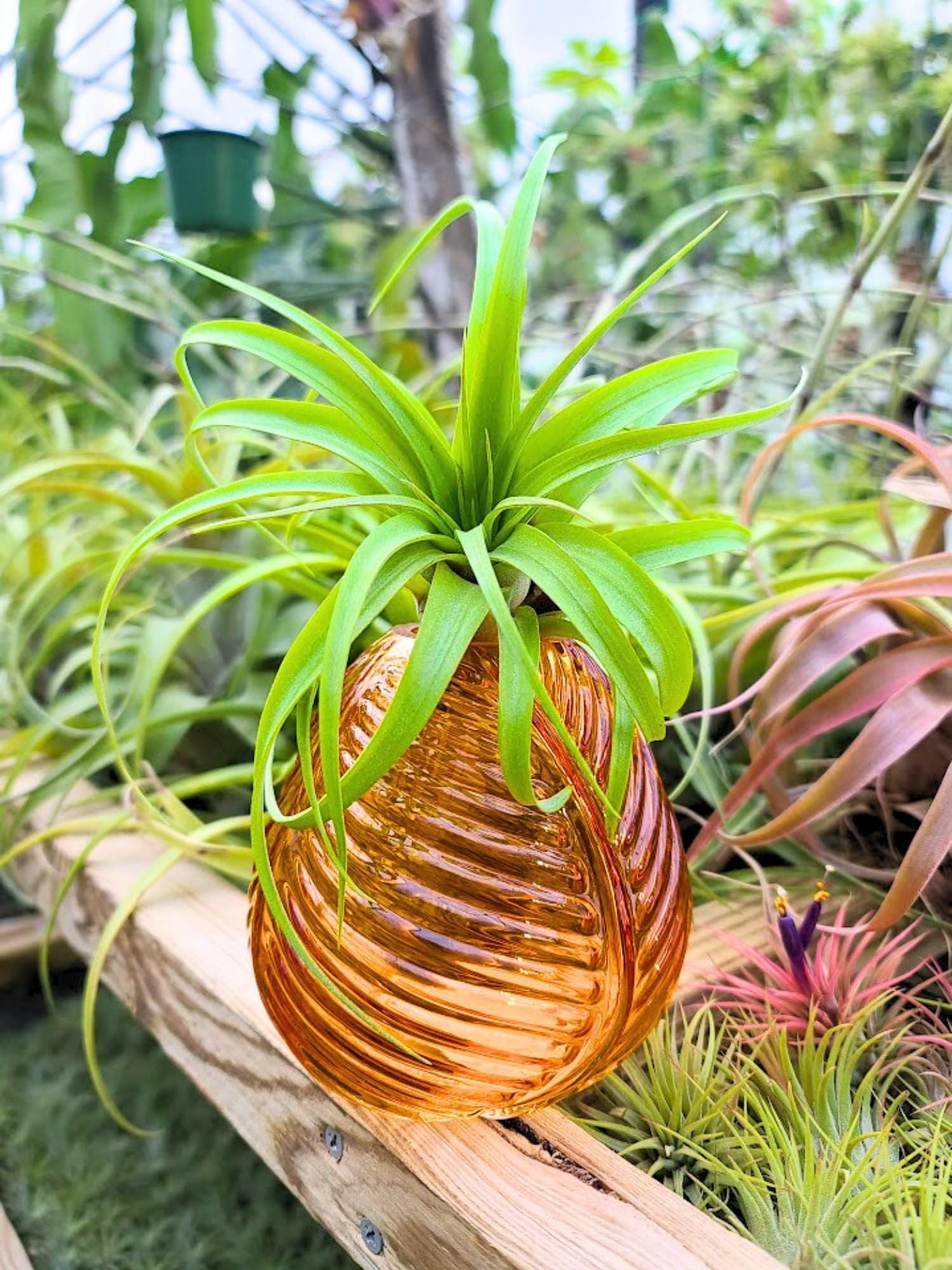The Drunken Gnome Miniature Fall Gnome Tillandsia Air Plant Display Stand with Air Plant Airplants Included
