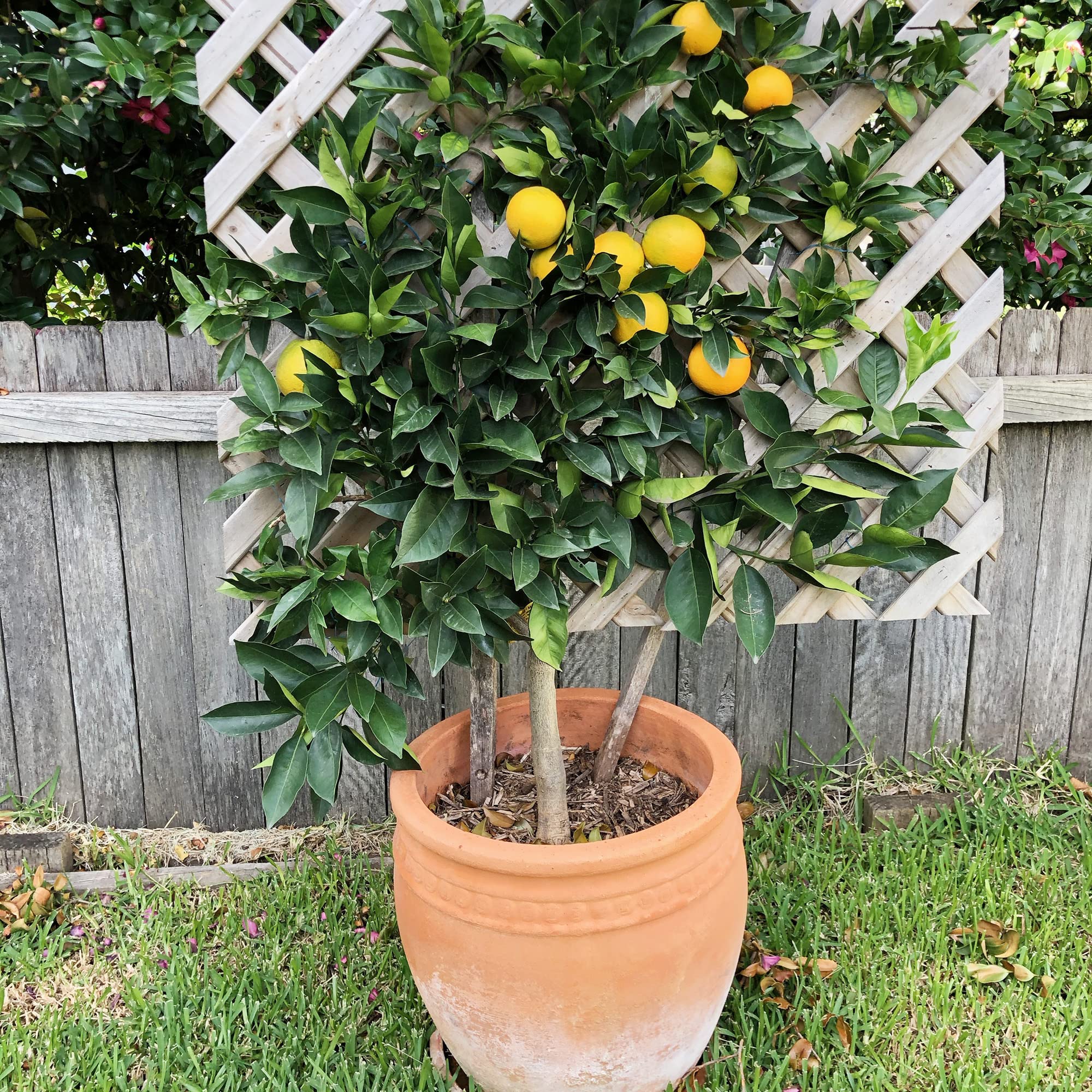 YEGAOL Garden 30Pcs Dwarf Washington Navel Orange Tree Seeds Non-GMO Fragrant Sweet Juicy Fruit Seeds Container Home Garden