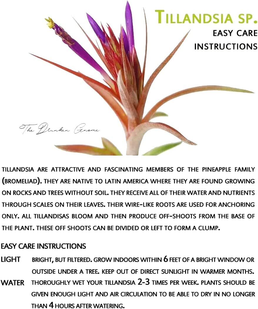 The Drunken Gnome Miniature Fall Gnome Tillandsia Air Plant Display Stand with Air Plant Airplants Included