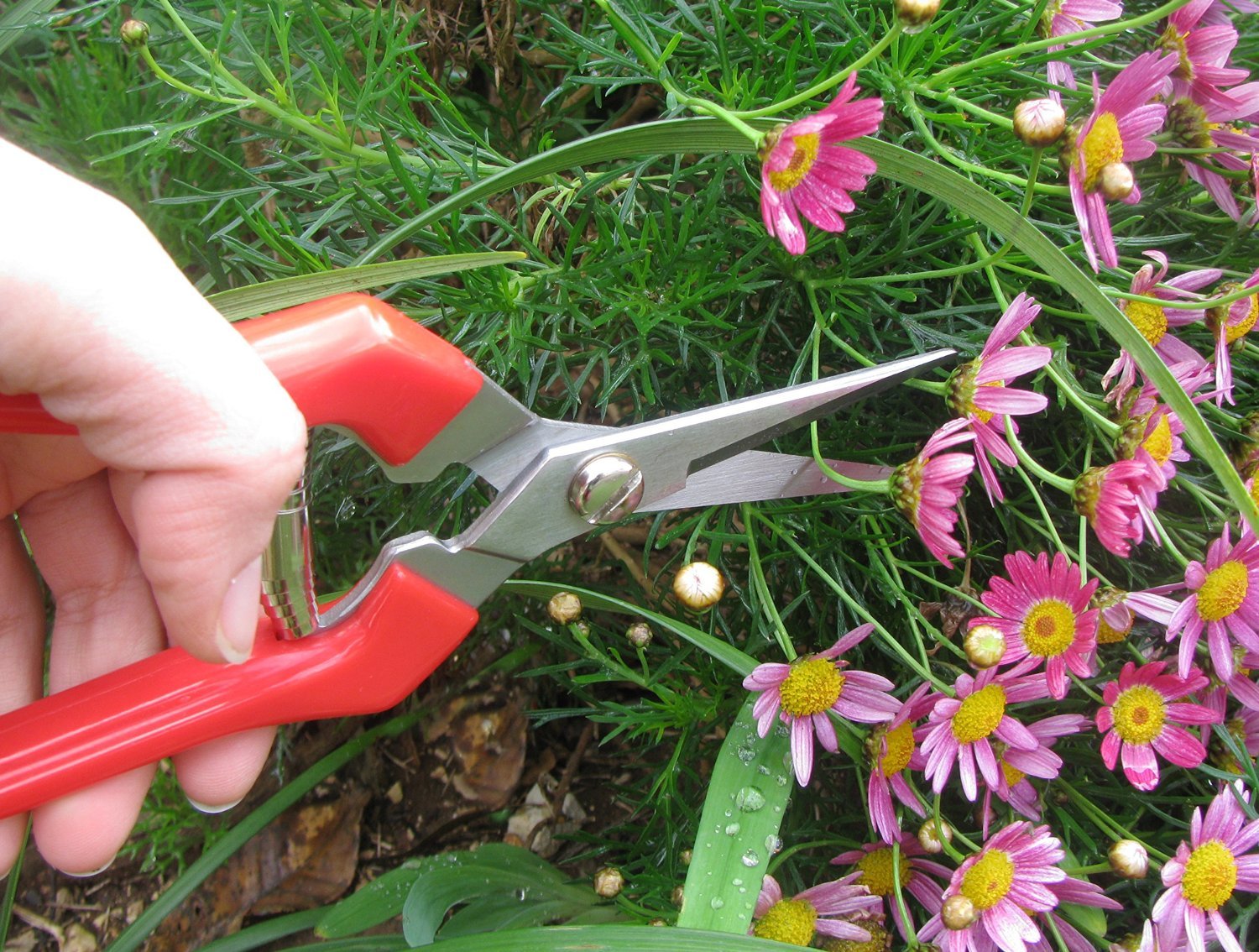 TABOR TOOLS K77A Straight Pruning Shears with Stainless Steel Blades, Florist Scissors, Multi-Tasking Garden Snips for Arranging Flowers, Trimming Plants, Harvesting Herbs, Fruits or Vegetables.
